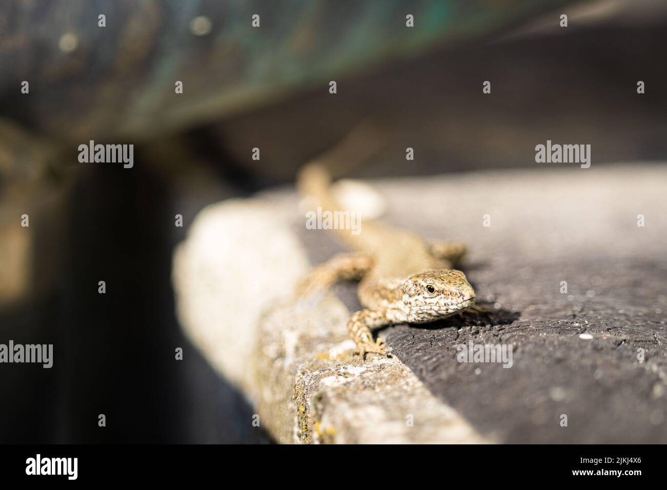 Rough lizard hi-res stock photography and images - Alamy