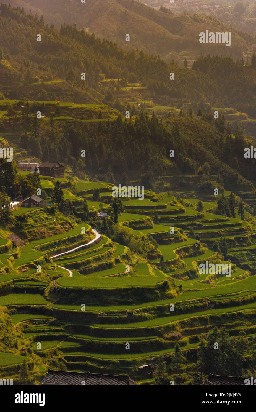 A Beautiful shot of green landscape with trees and grass in Shuanghe ...