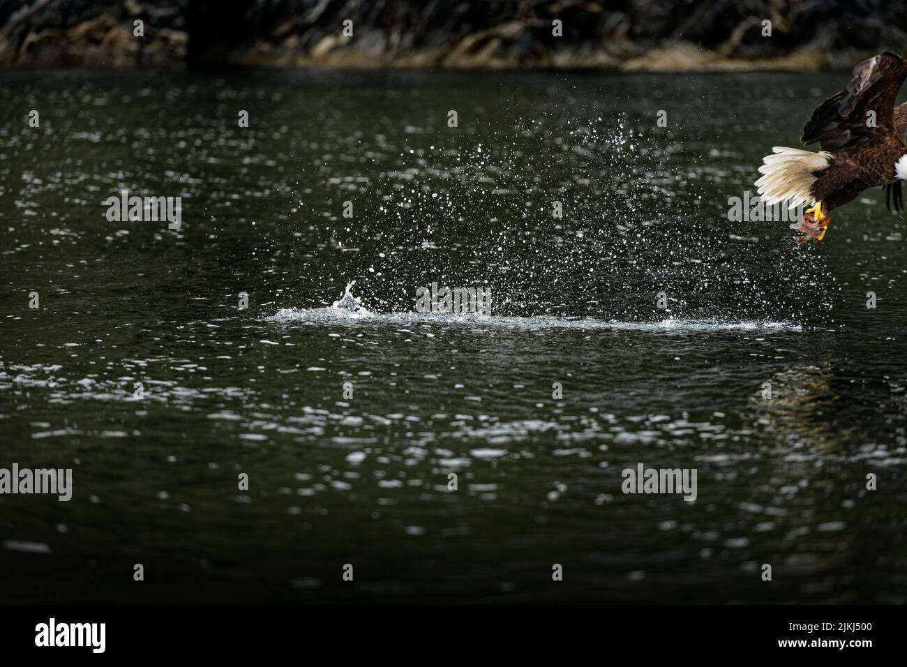 A bald eagle in flight with a fresh caught fish in its talons splashing ...
