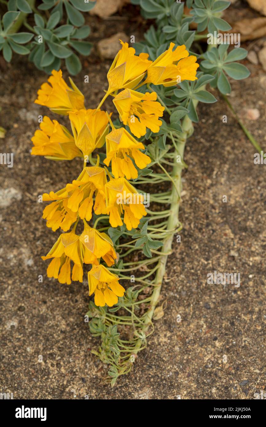 Prolific Tropaeolum polyphyllum, yellow lark's heels, interesting ...