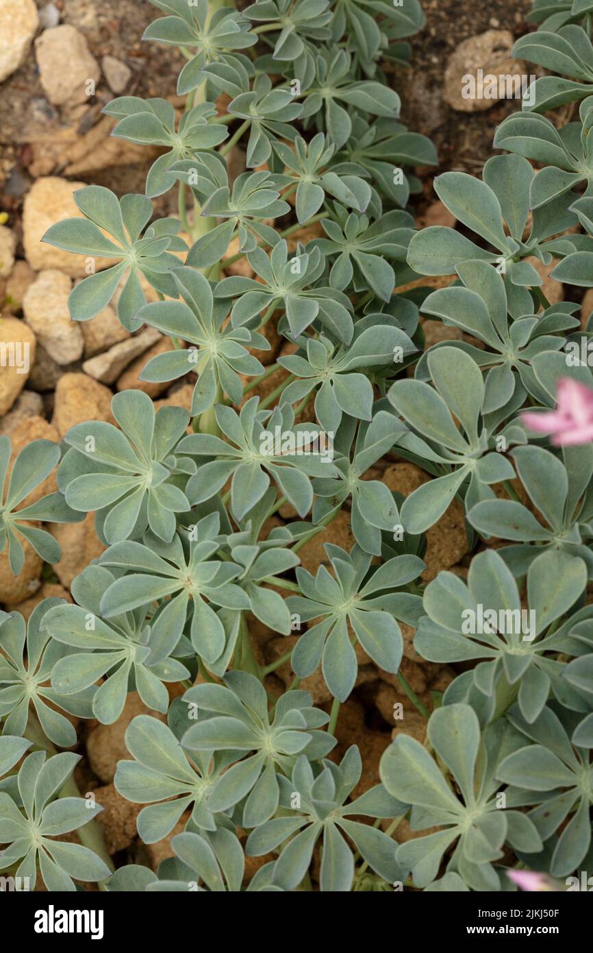 Prolific Tropaeolum polyphyllum, yellow lark's heels, interesting ...