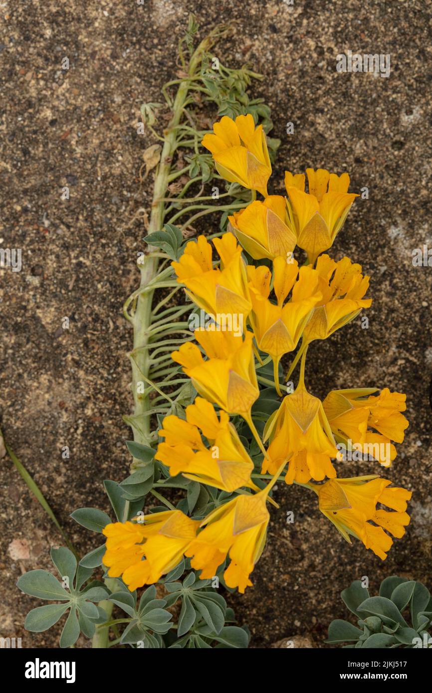 Prolific Tropaeolum polyphyllum, yellow lark's heels, interesting ...