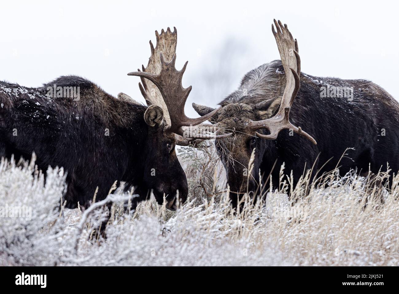 A view of beautiful moose fighting in a Grand Teton National Park, USA ...