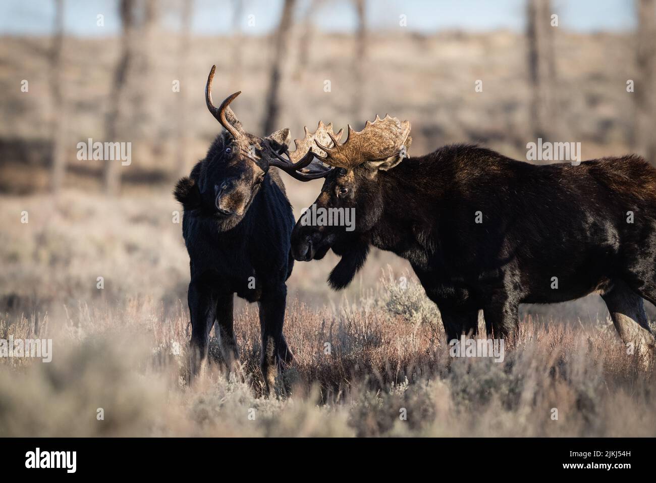 A view of beautiful moose fighting in a Grand Teton National Park, USA ...