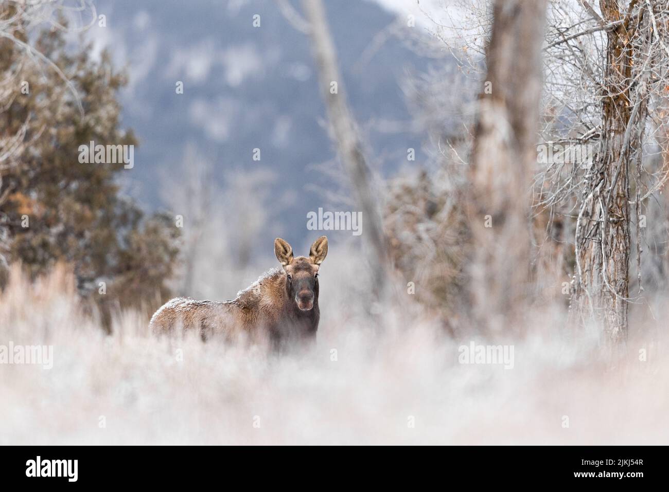A view of a beautiful moose in a Grand Teton National Park, USA Stock ...