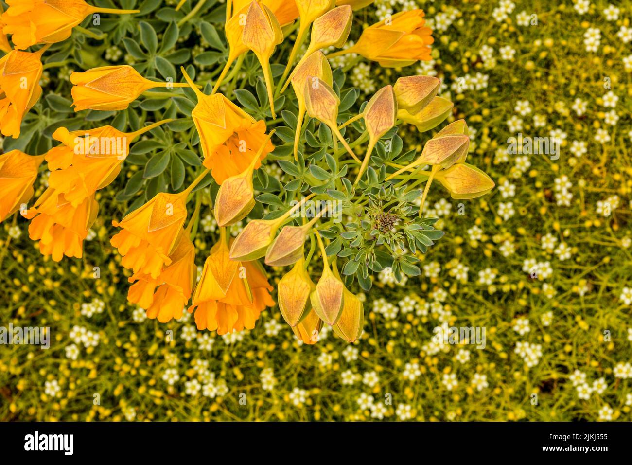 Prolific Tropaeolum polyphyllum, yellow lark's heels, interesting ...