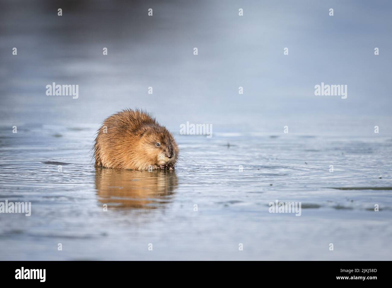 A shot of the muskrat (Ondatra zibethicus) reflecting in the water in ...