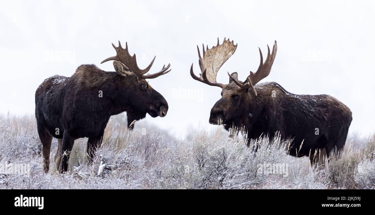 A view of beautiful moose in a Grand Teton National Park, USA Stock ...