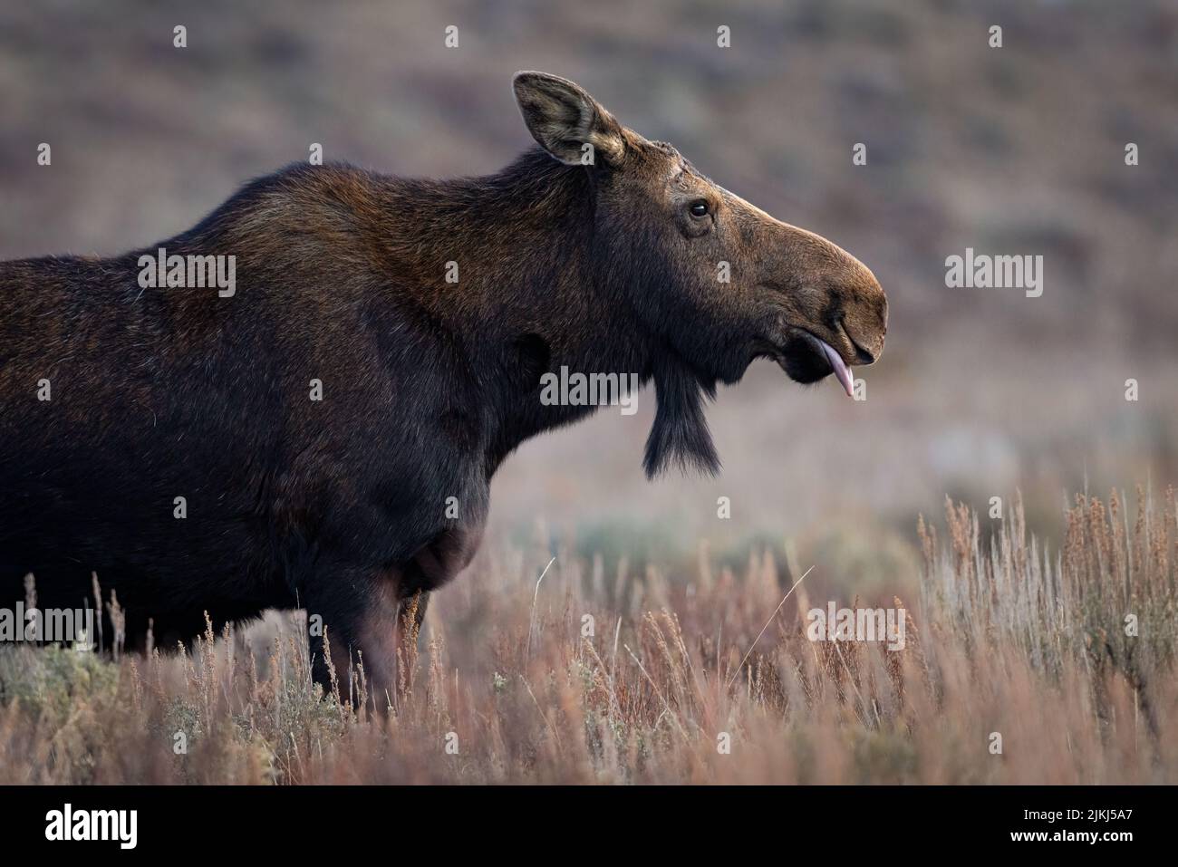 Moose beautiful animal hi-res stock photography and images - Alamy