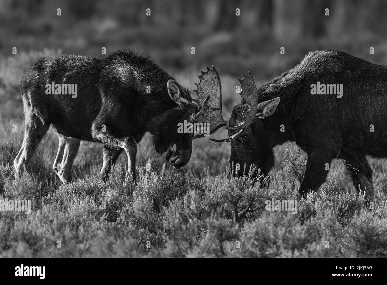 Bull moose fighting grand teton Black and White Stock Photos & Images ...
