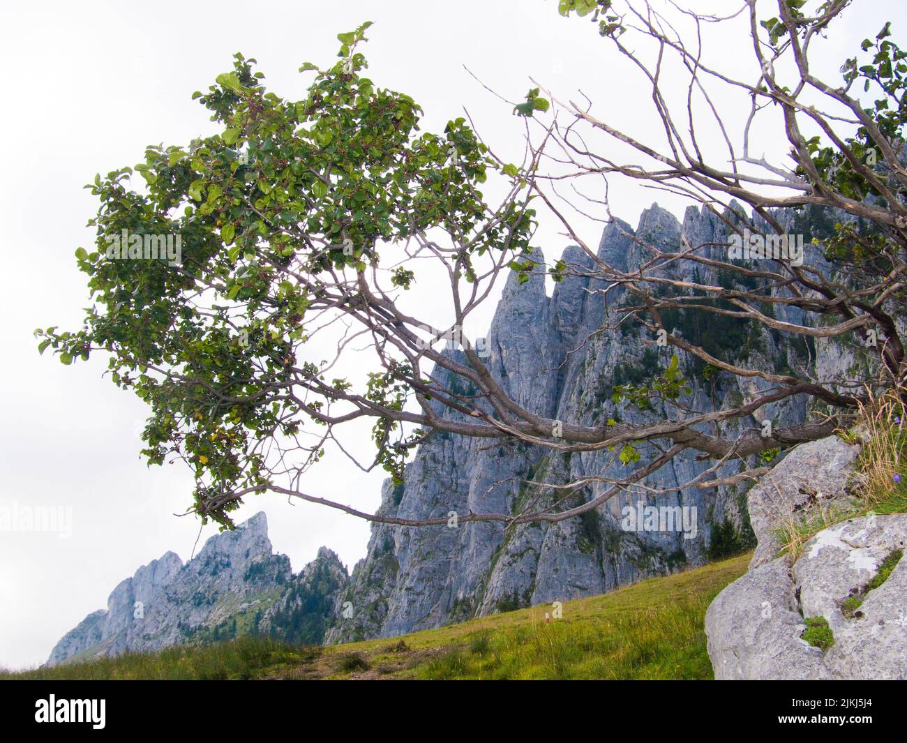 Tree brench hi-res stock photography and images - Alamy