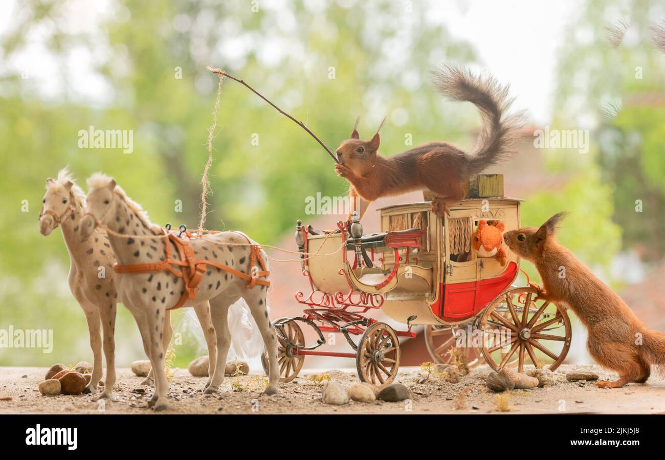 Red squirrels with a horse hi-res stock photography and images - Alamy