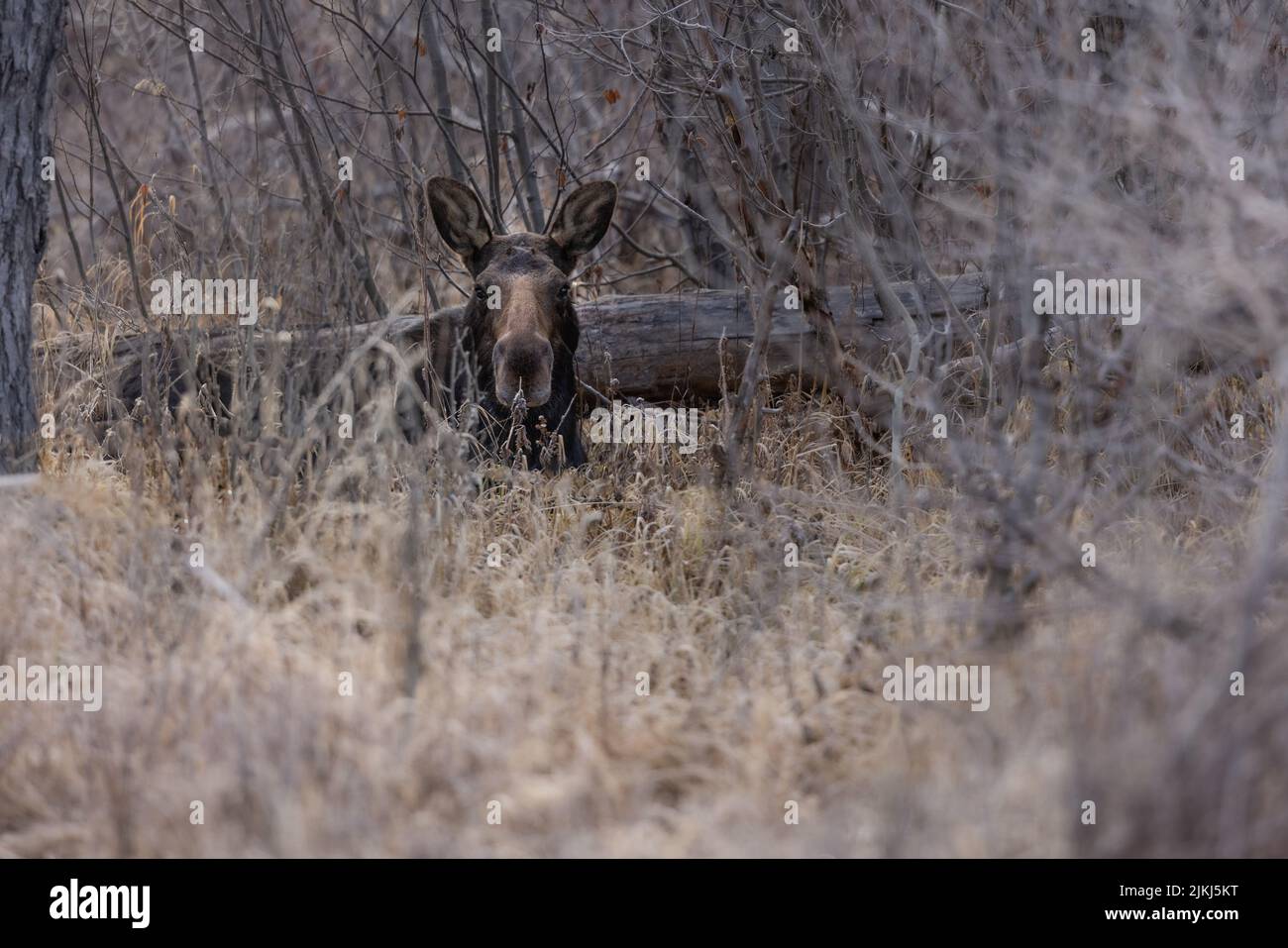 Moose looking camera hi-res stock photography and images - Alamy