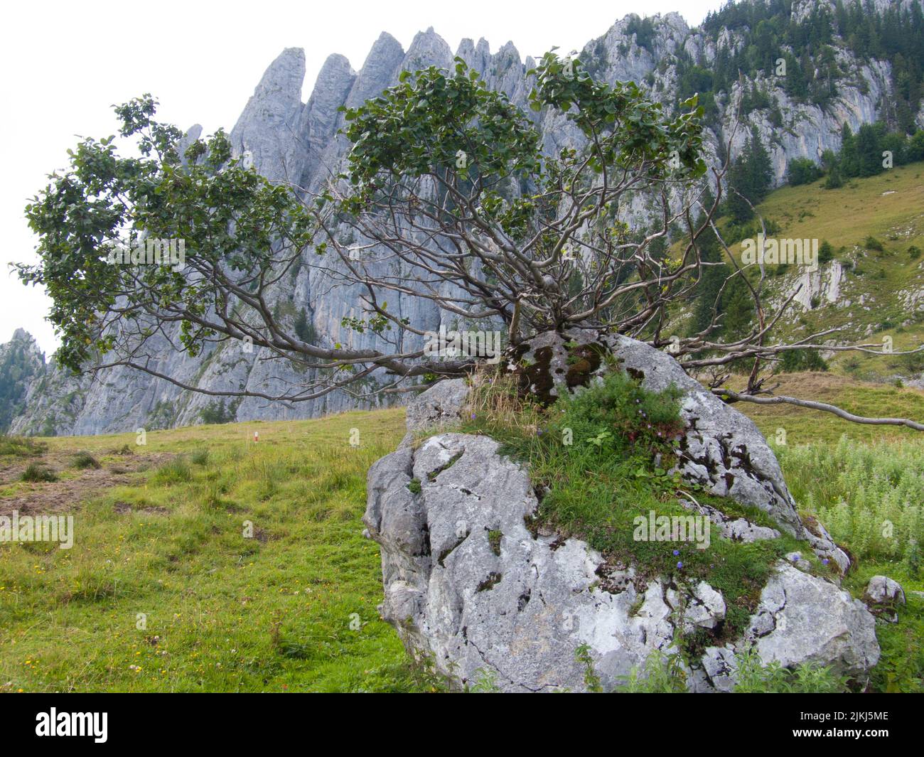 Growing from rock hi-res stock photography and images - Alamy