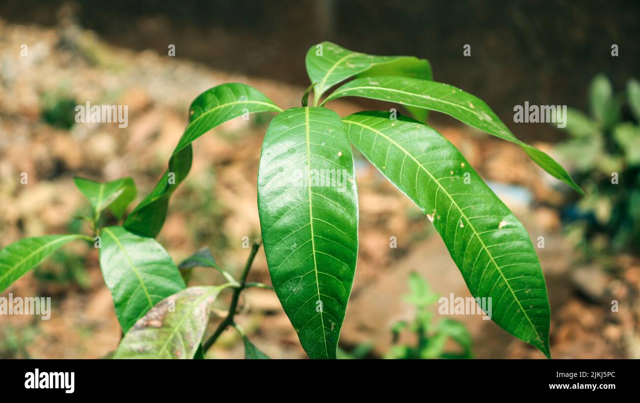 Mango tree leaf hi-res stock photography and images - Alamy