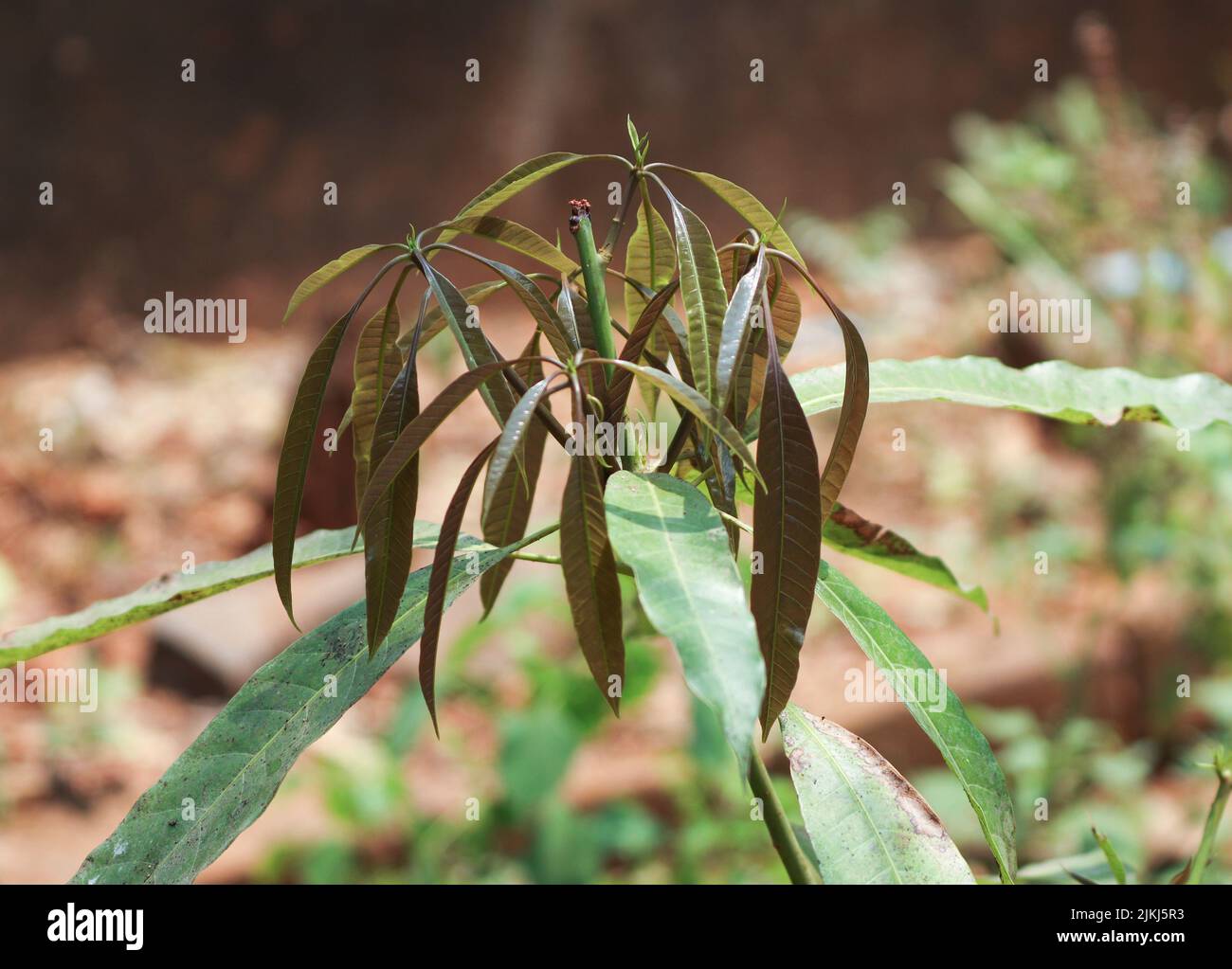 Under mango tree hi-res stock photography and images - Alamy
