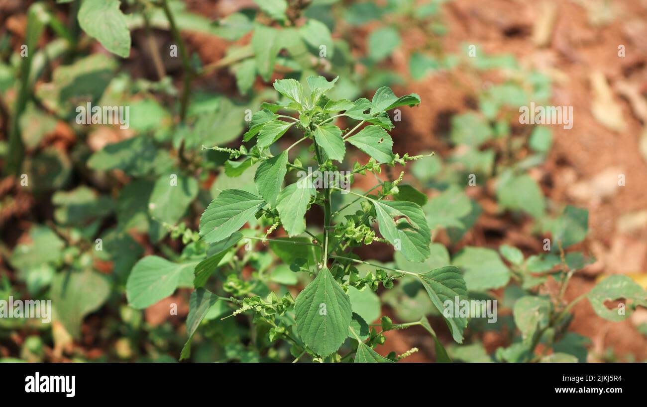 Nettle tree hi-res stock photography and images - Alamy