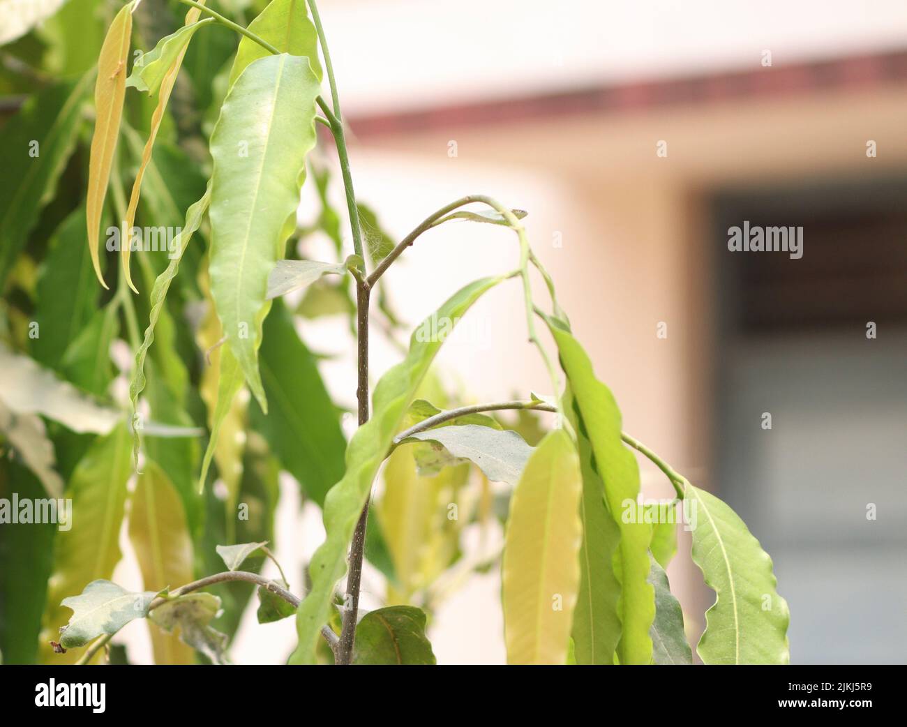 Polyalthia longifolia var pendula hi-res stock photography and images ...