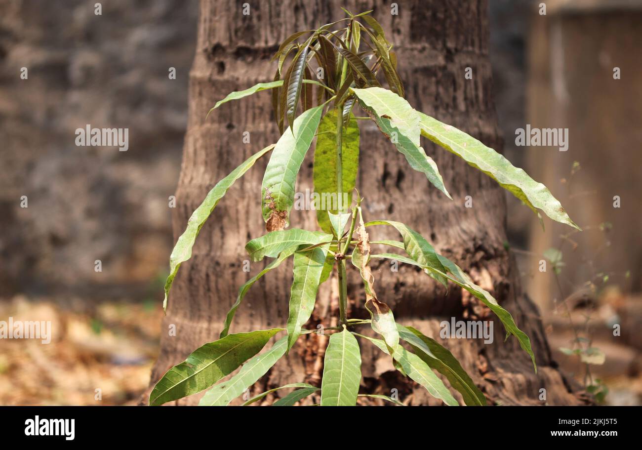 Mango tree leaves hi-res stock photography and images - Alamy