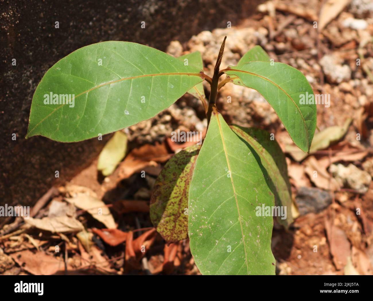 Scenic sprout hi-res stock photography and images - Alamy