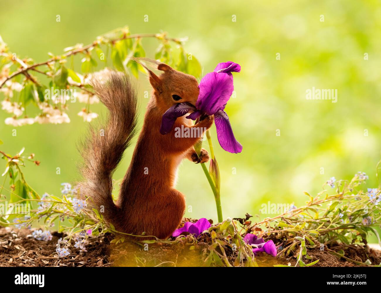 Animal red iris hi-res stock photography and images - Alamy