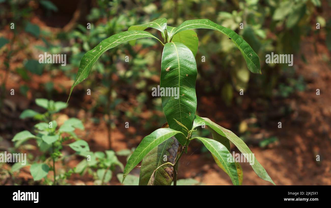 Mango garden hi-res stock photography and images - Alamy