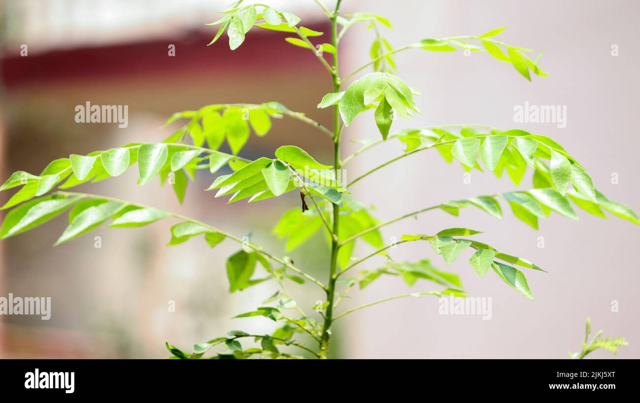 Curry leaf tree hi-res stock photography and images - Alamy