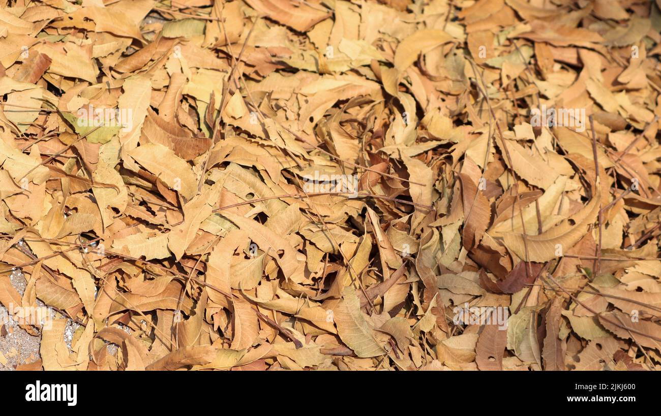 Neem tree hi-res stock photography and images - Alamy