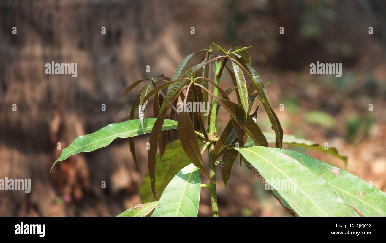 A shallow focus of a mango tree leaves growing in the field on a sunny ...