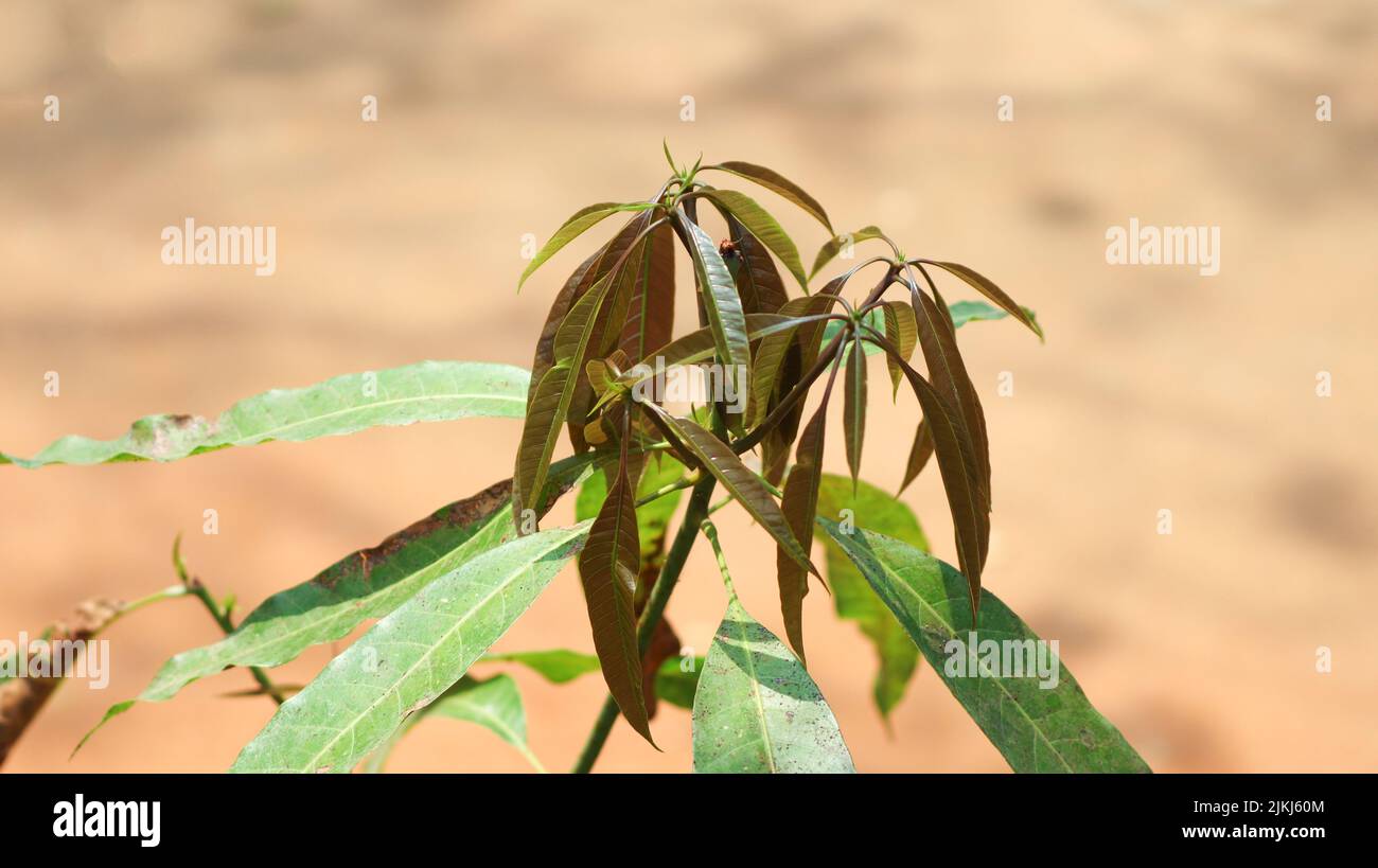 Under mango tree hi-res stock photography and images - Alamy