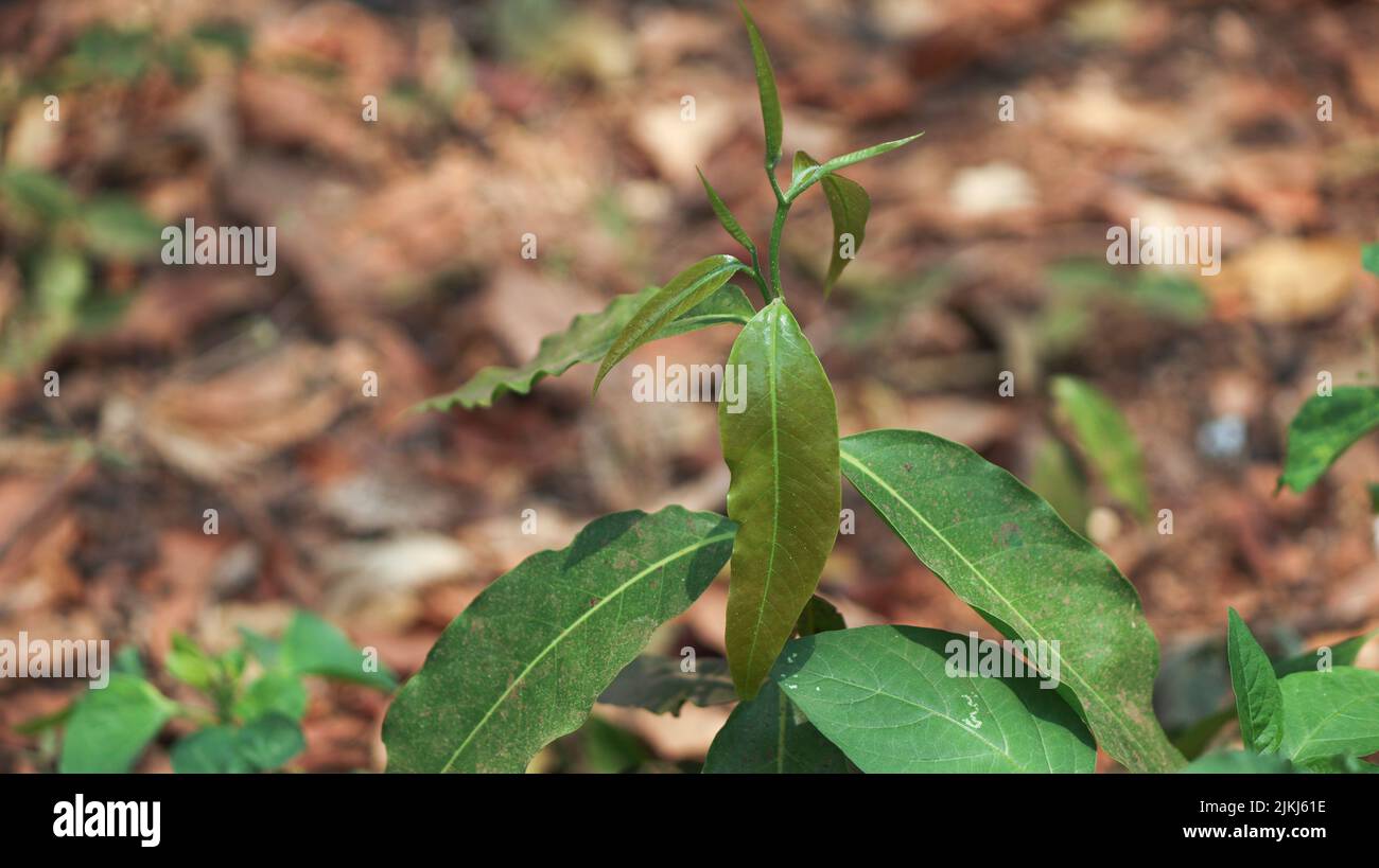 Sprout tree hi-res stock photography and images - Alamy