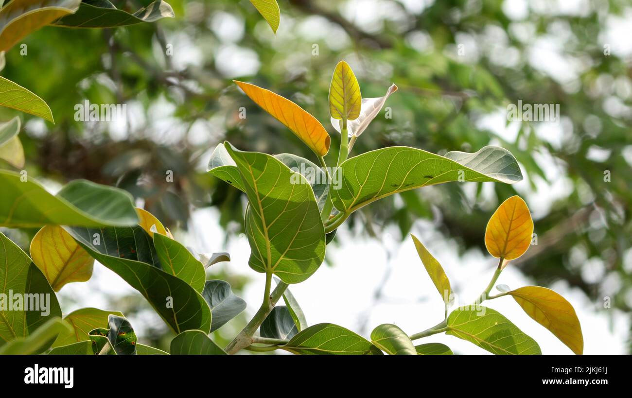 A close-up shot of a banyan tree leaves in the daytime Stock Photo - Alamy