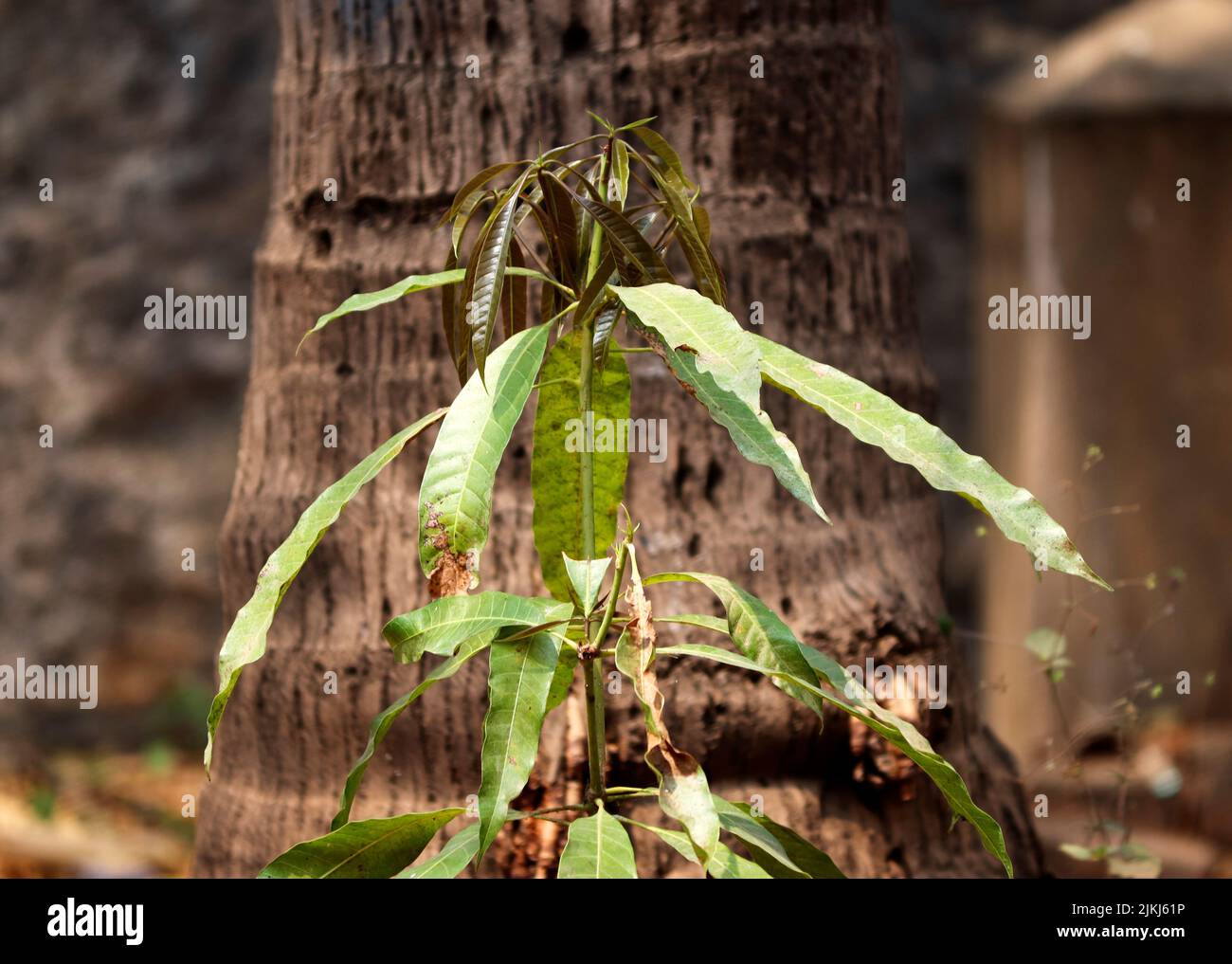 A close-up shot of a mango tree sprout growing in the garden Stock ...