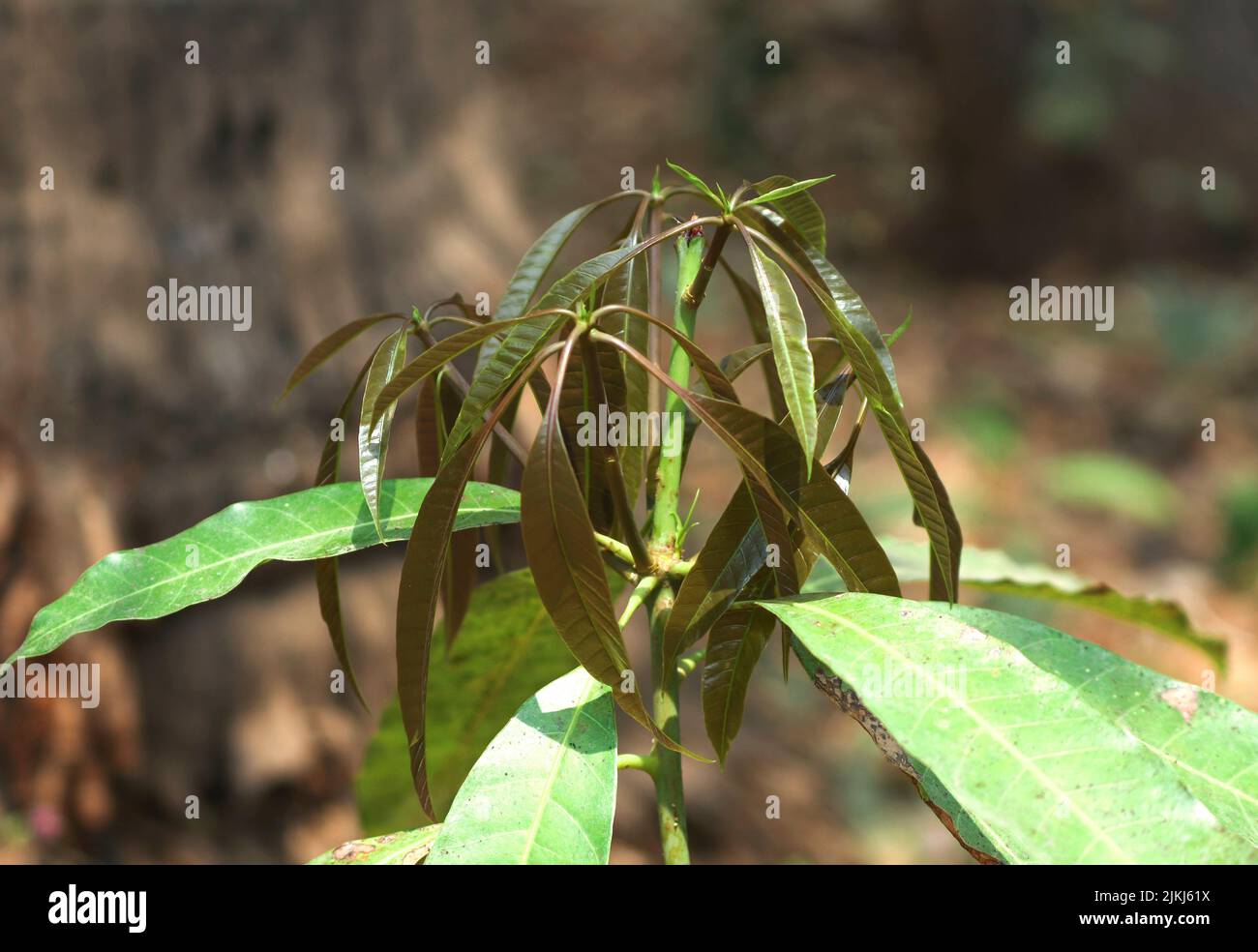 A close-up shot of a mango tree sprout growing in the garden Stock ...