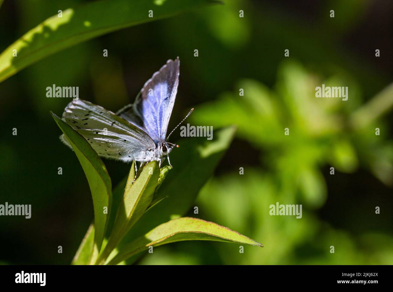 A single female holly blue butterfly (Celastrina argiolus) in a garden ...