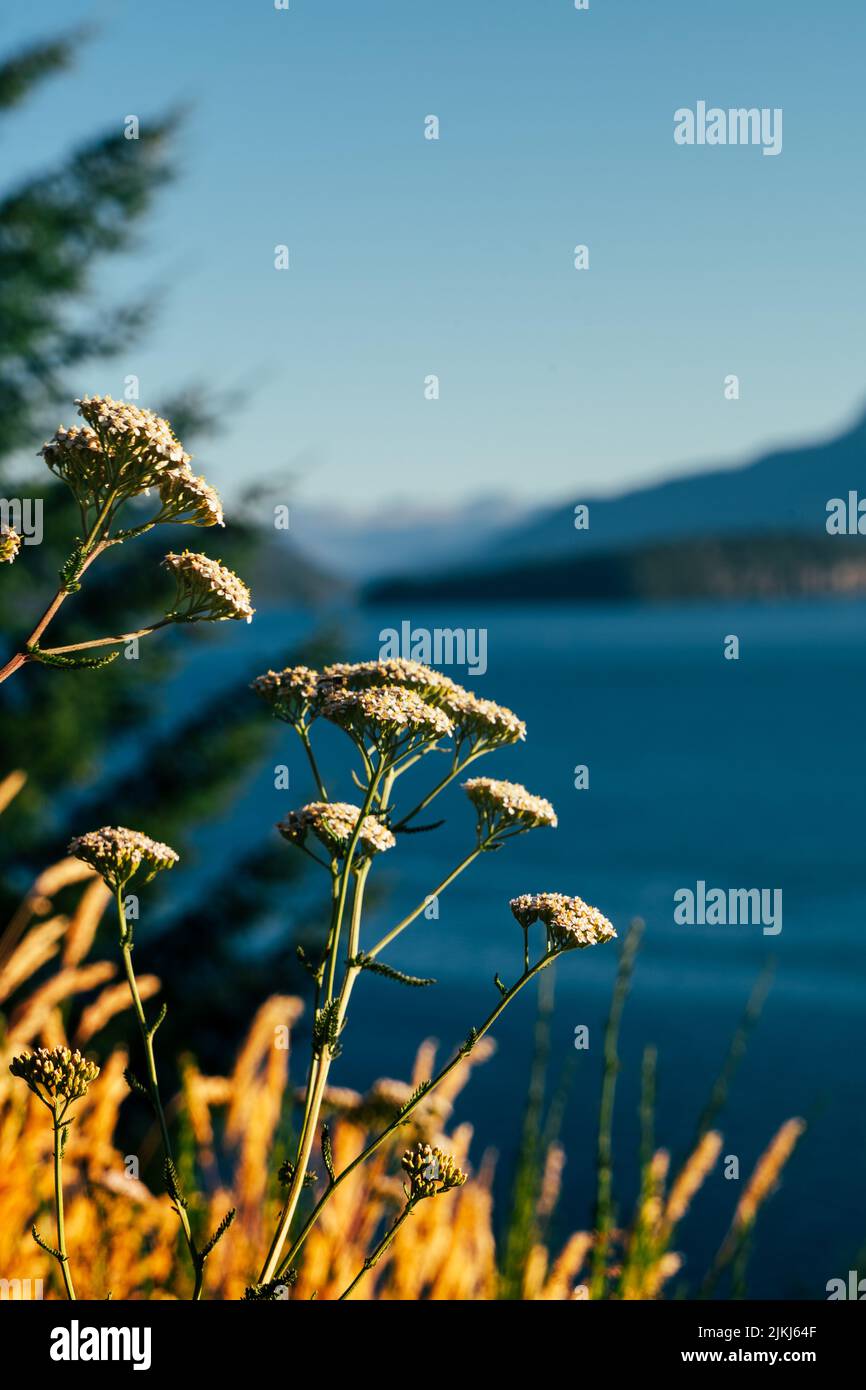 Selective focus beautiful field plants hi-res stock photography and ...
