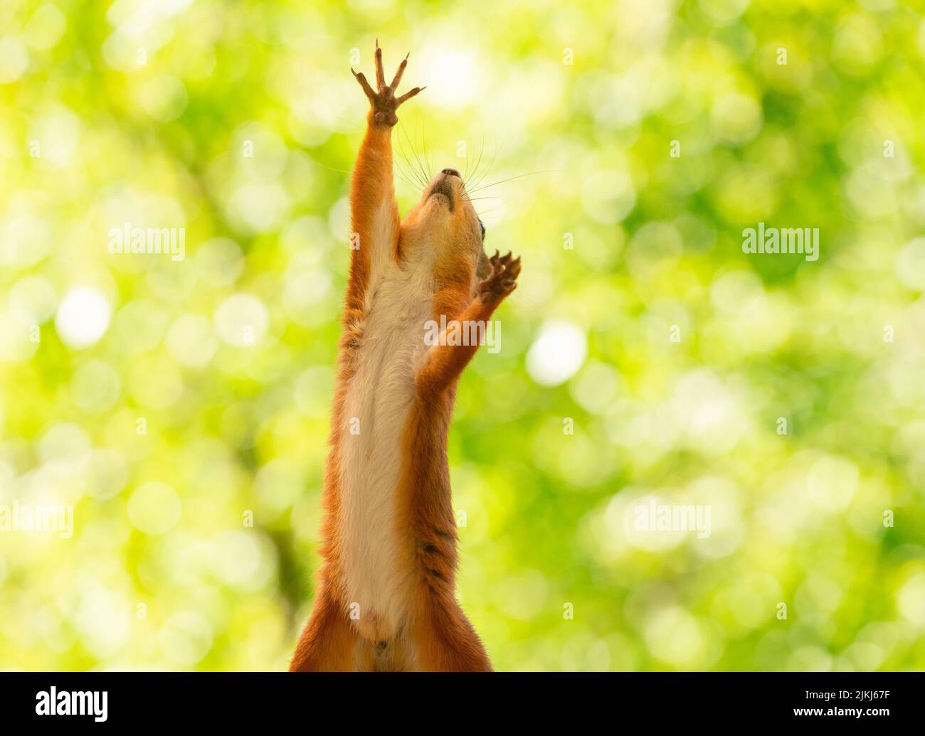 Outstretched paw hi-res stock photography and images - Alamy