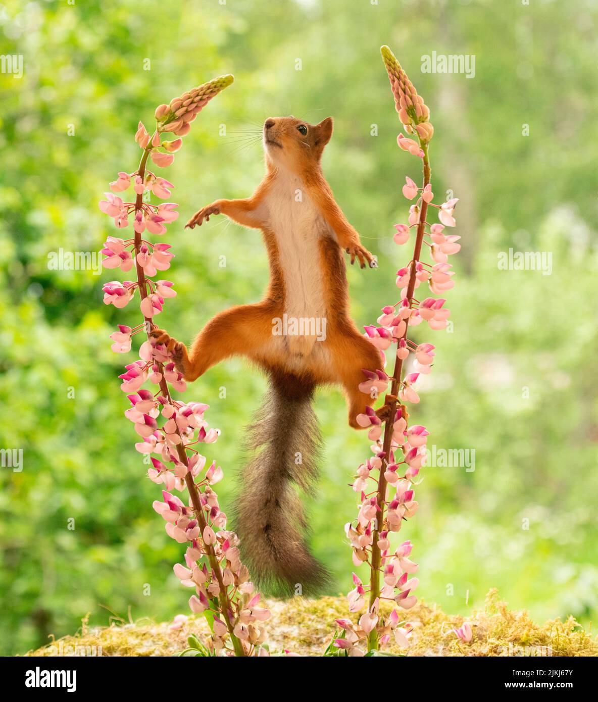 Red Squirrel in a split between lupine flowers Stock Photo - Alamy