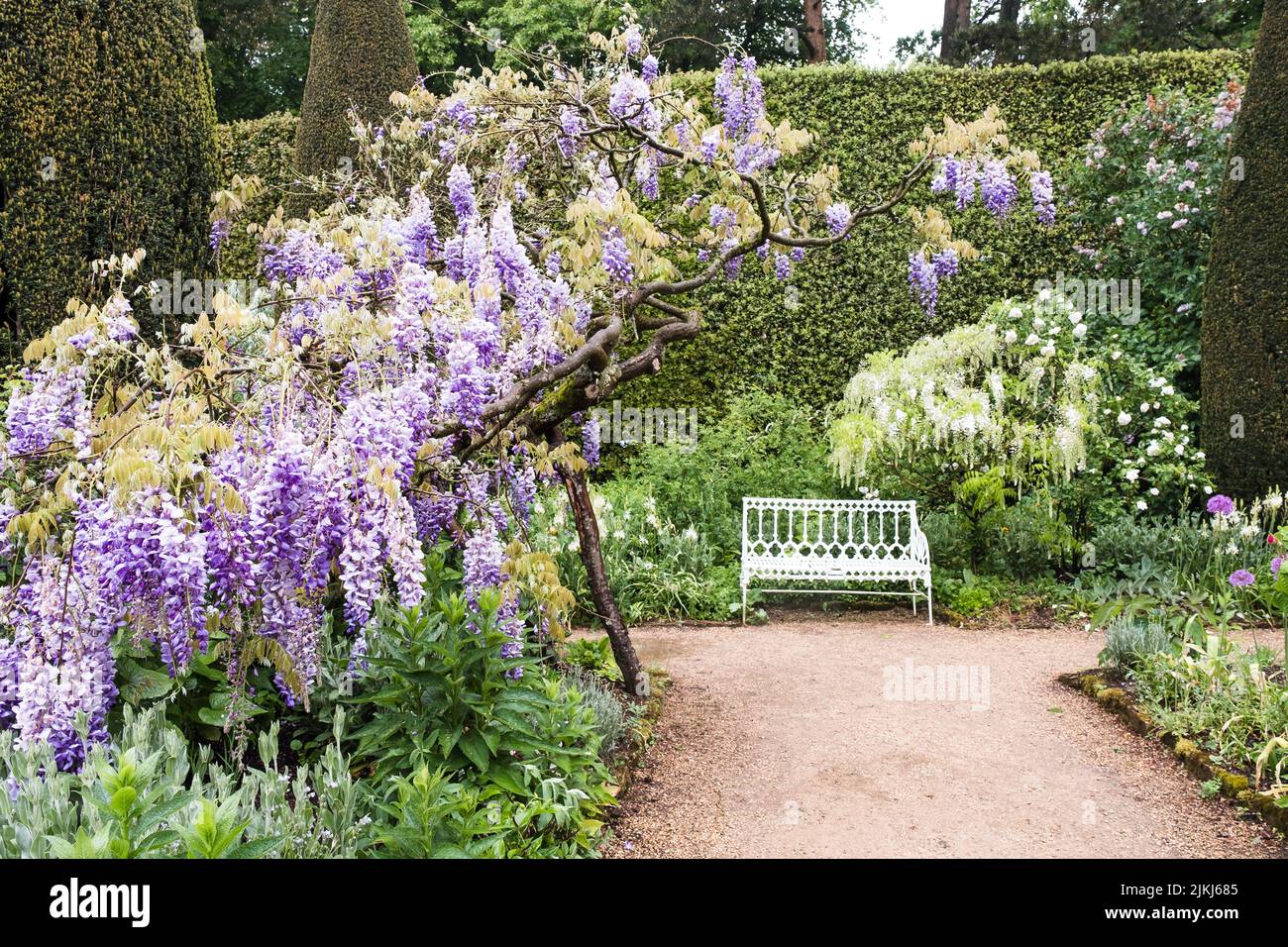 Beautiful wisteria tree hi-res stock photography and images - Alamy
