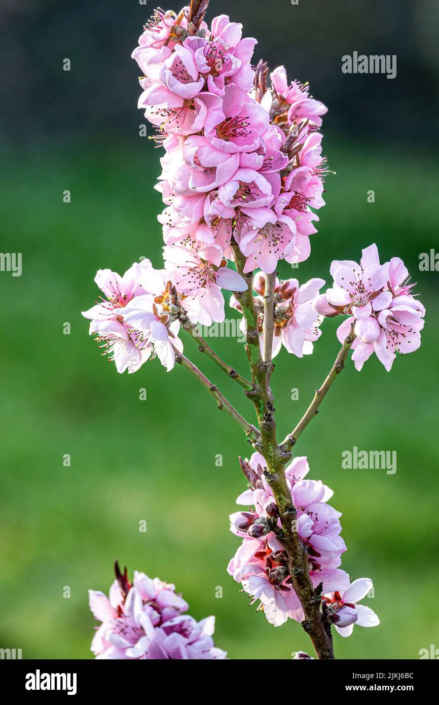 A vertical shot of blossoming almond flowers on green blurred ...