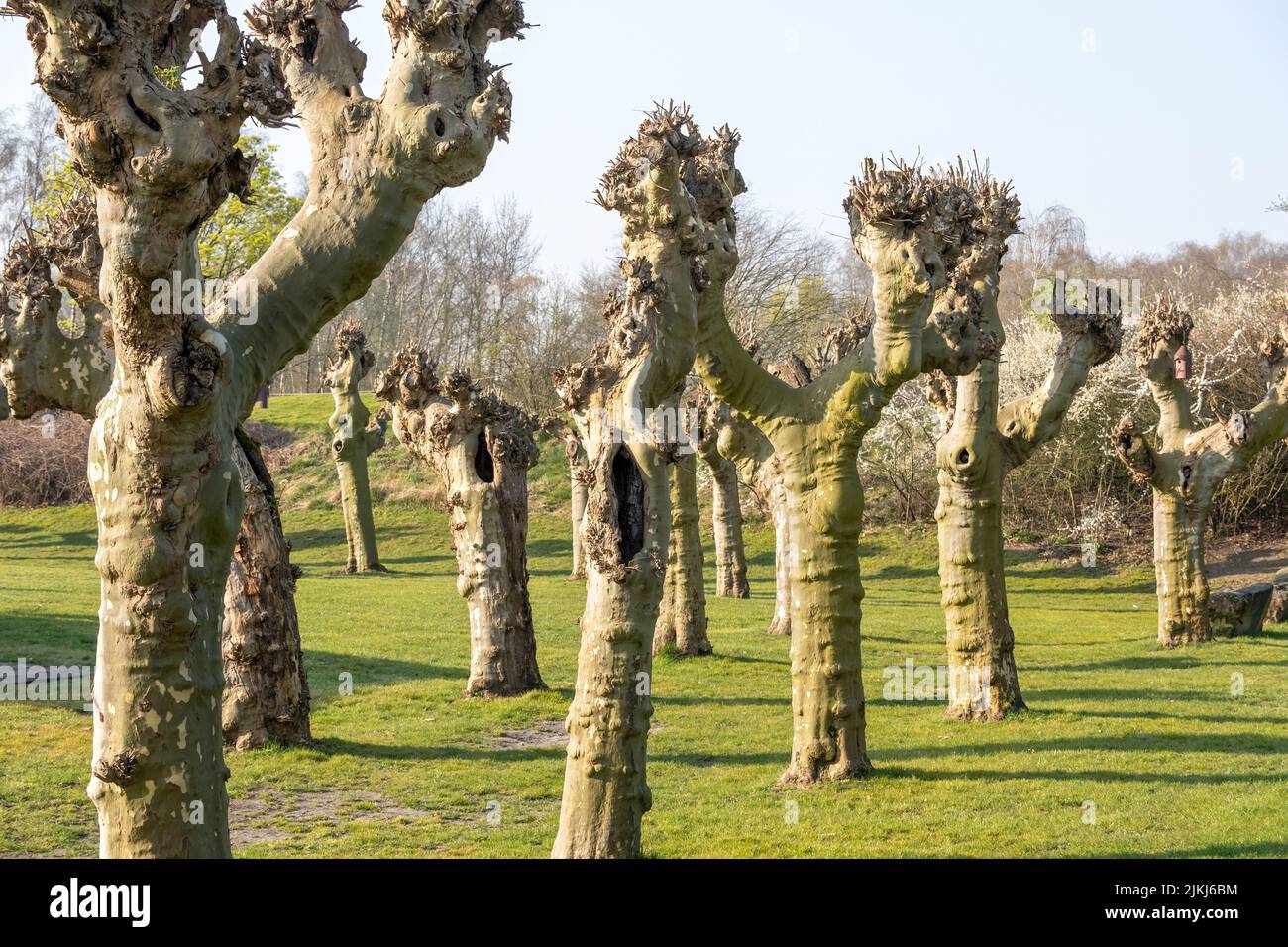 Branchless hi-res stock photography and images - Alamy