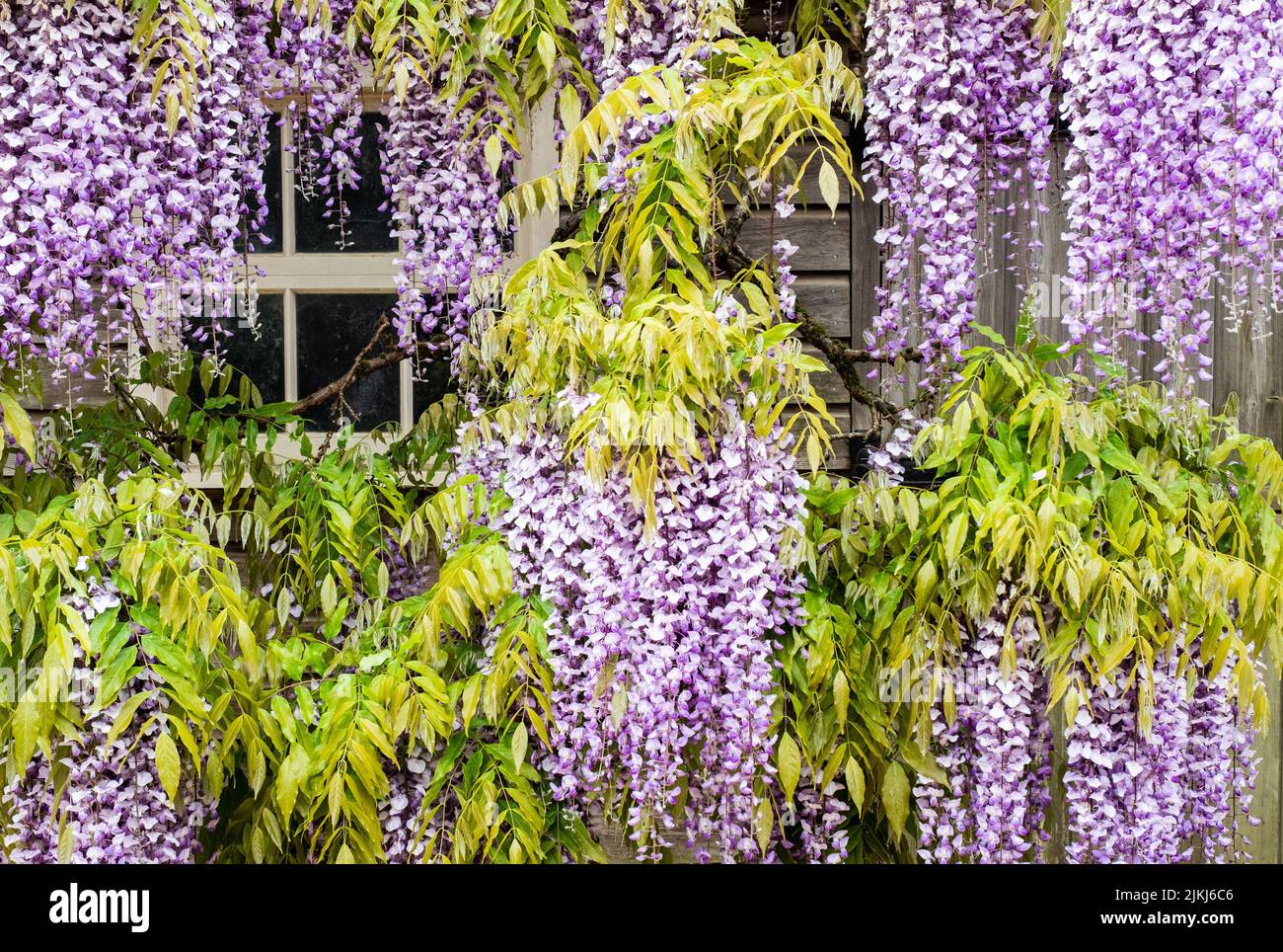 Beautiful wisteria tree hi-res stock photography and images - Alamy