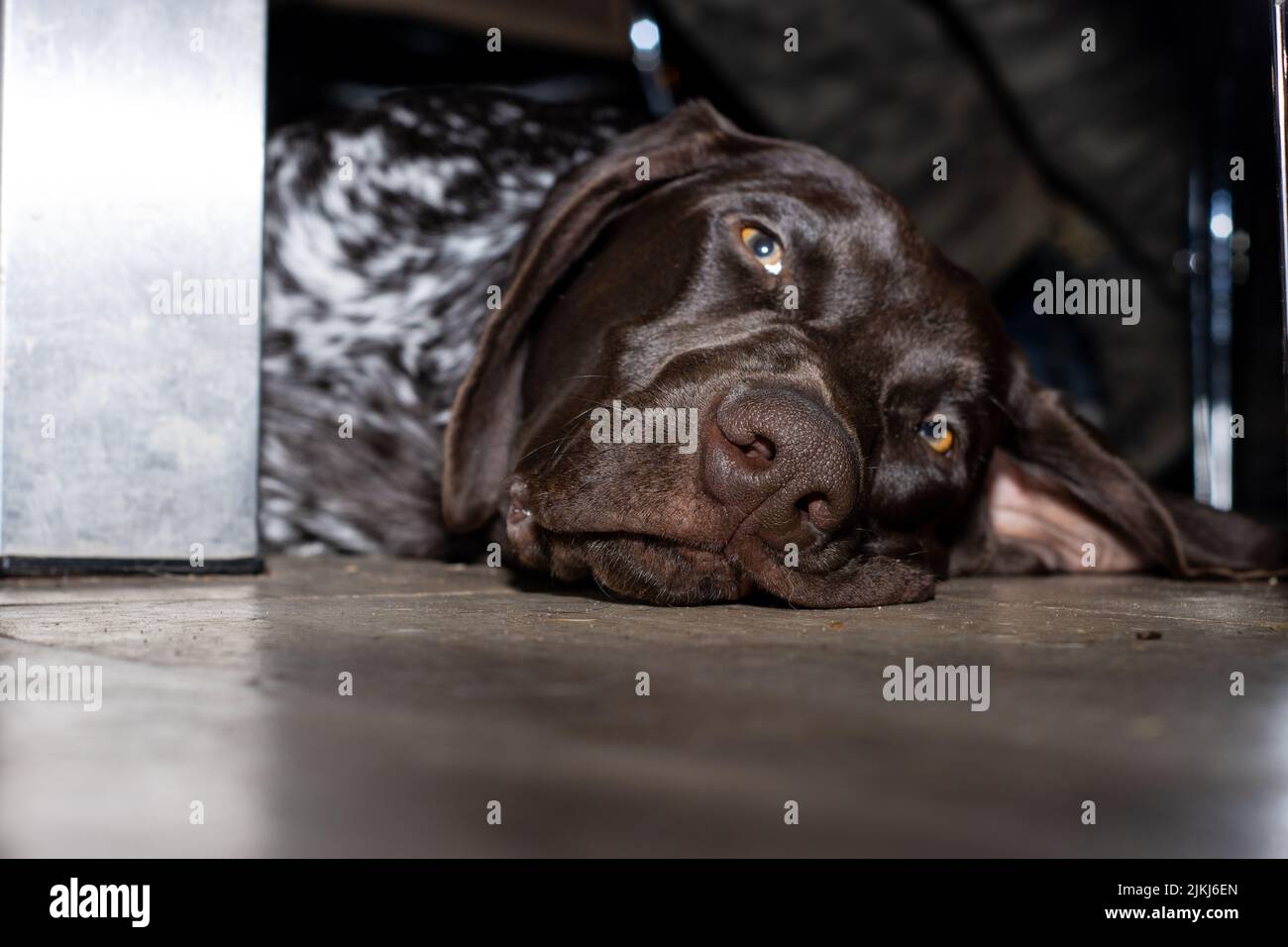 German braco hi-res stock photography and images - Alamy