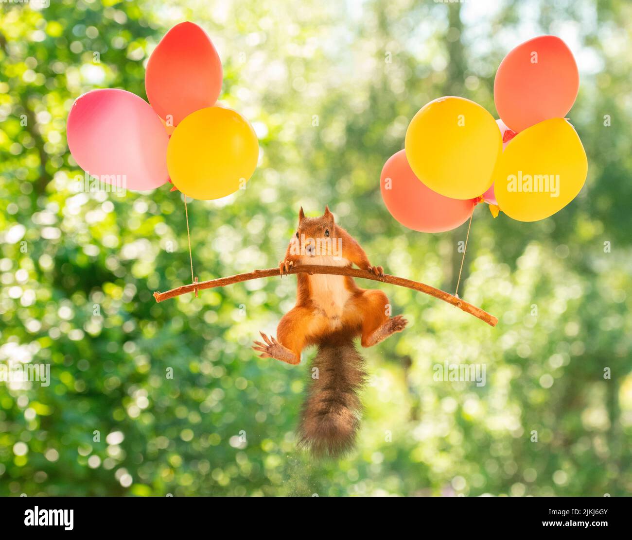 Red Squirrel in the air with balloons Stock Photo - Alamy