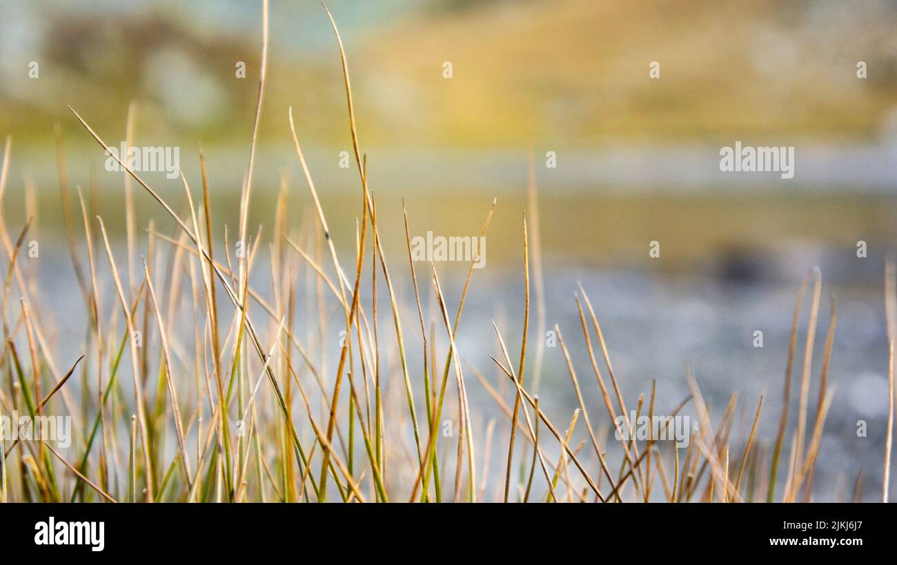 Dry grass environment hi-res stock photography and images - Alamy