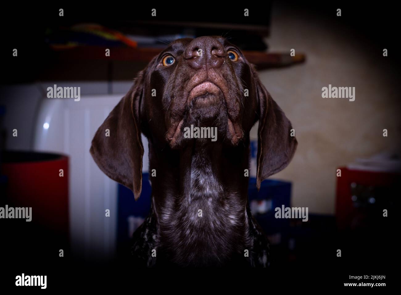 portrait of a puppy dog of German Braque breed at home Stock Photo - Alamy