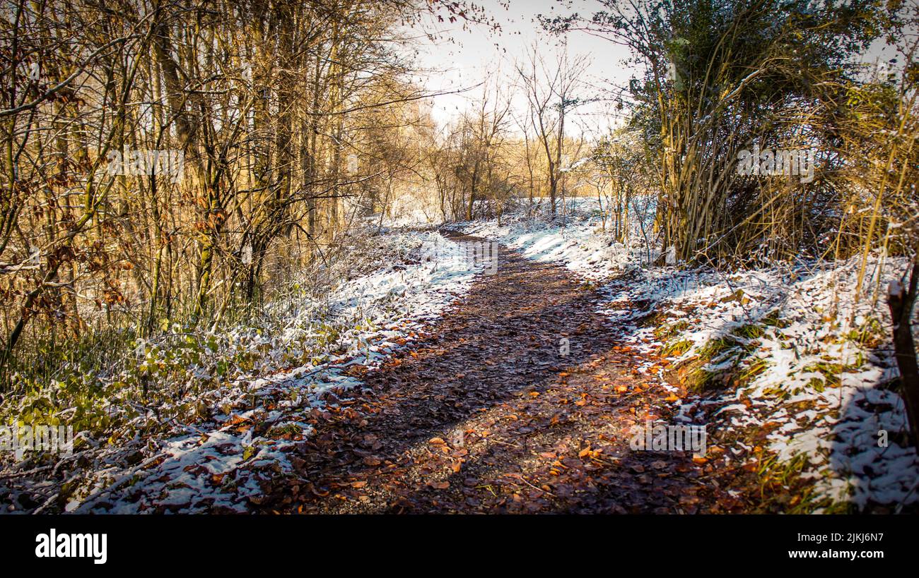 A walking path in the foliage partly covered in snow between some ...