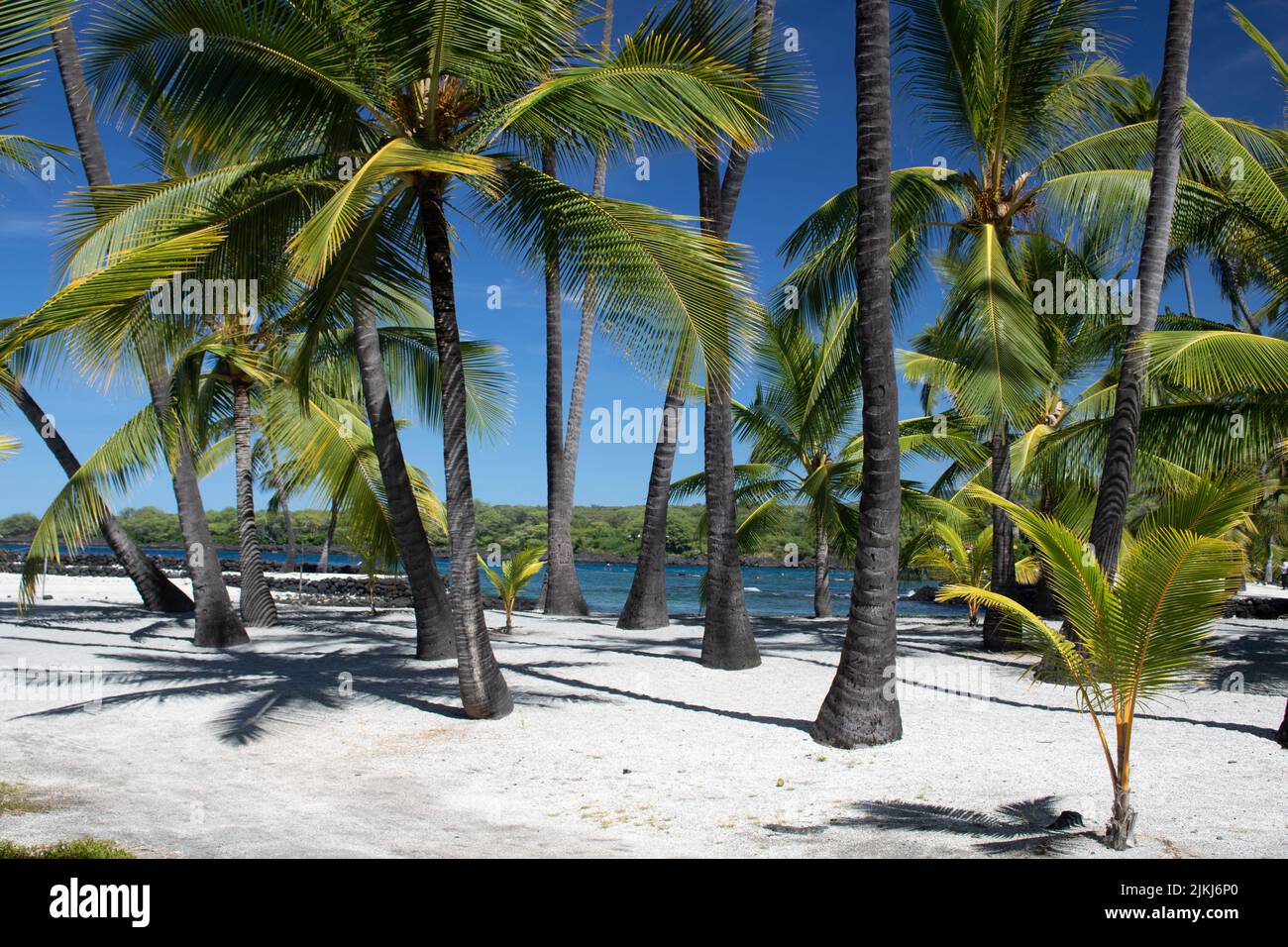A scenic view of a sandy beach with exotic trees near the ocean in ...