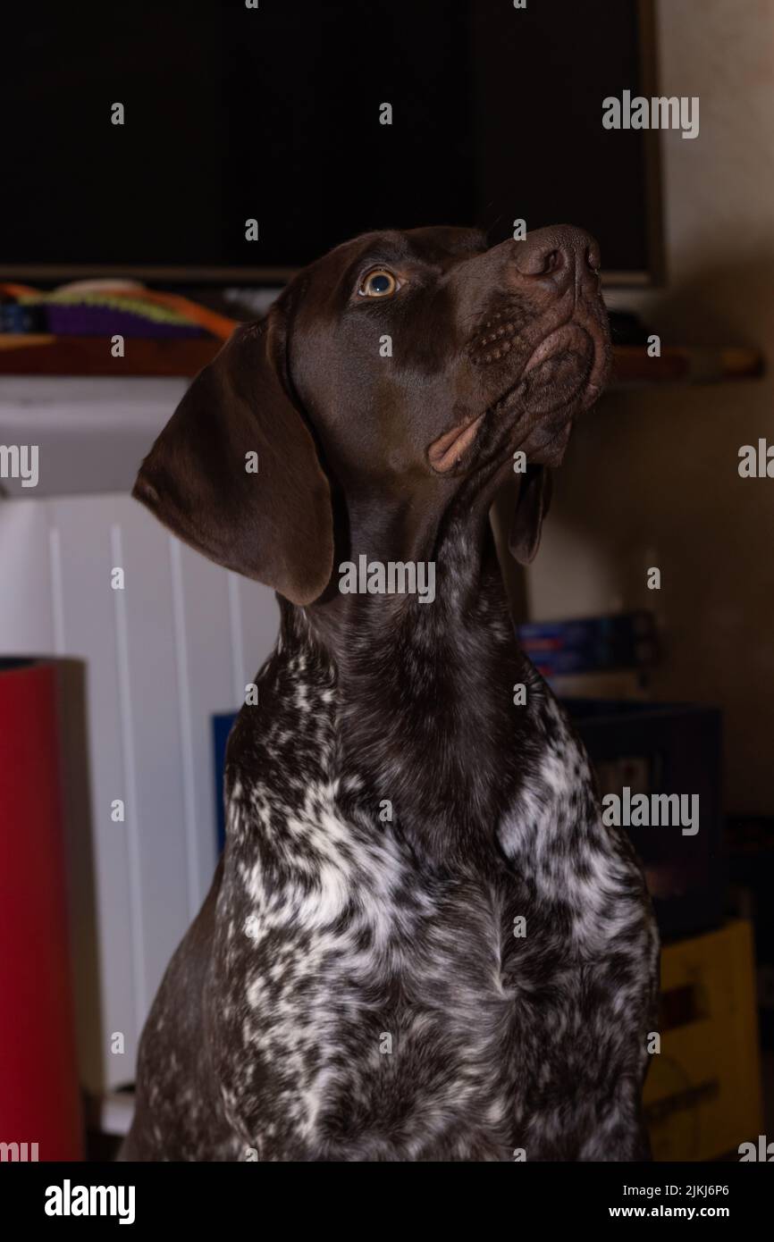 vertical portrait of a puppy dog of German Braque breed at home Stock ...
