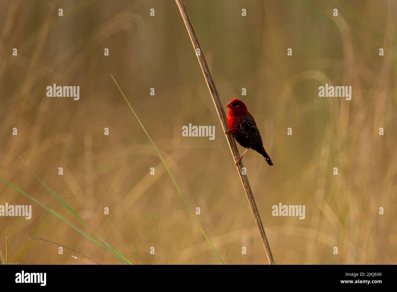 Red munia hi-res stock photography and images - Alamy